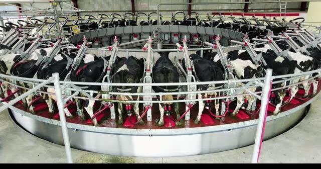 HPAI Found in Dairy Cows | Industry News | feedlotmagazine.com