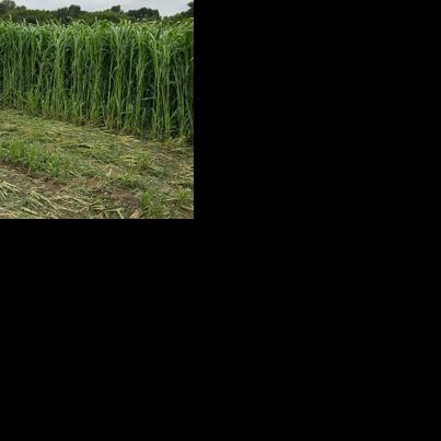 Pricing Standing Forage Crops – Your One-Stop Shop | Management ...