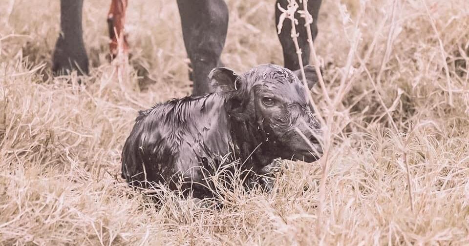 When to Assist with Calving | Cow/Calf Corner | feedlotmagazine.com