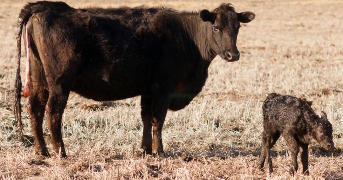 Scientists Use Gene-Editing Technology to Produce Calf Resistant to ...