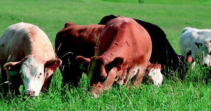 National Use of Livestock Insurance Products Offered by USDA-RMA | News ...