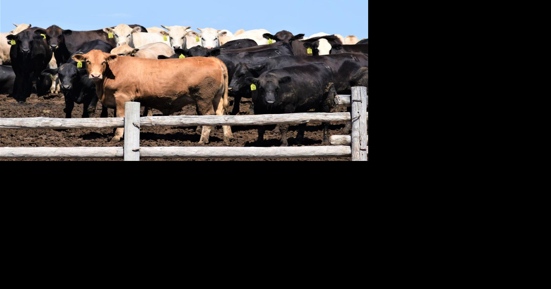 Beef Quality Assurance Gains Wide Acceptance from Industry; Upcoming ...