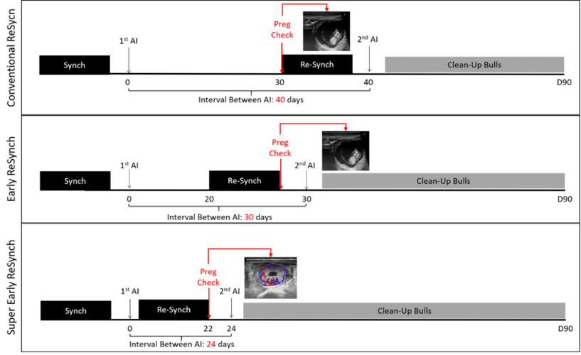 Estrus Pre Synchronization Synchronization Or Re Synchronization Programs For Beef Cattle