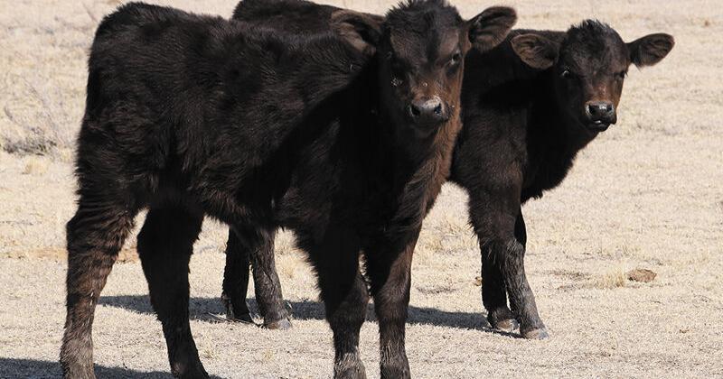 Money on the Table Cow-Calf Producers Could be Giving Up 20 Pounds of ...