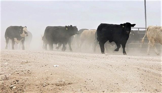 Moldy Feed and the Potential Effects on Cattle | Management ...