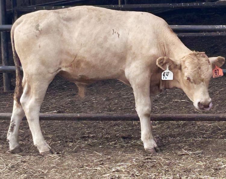 Buying Feeders? How “Histophilus somni” or Somnus is Changing the Game ...