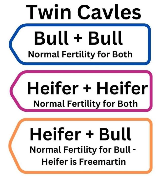 Freemartin: A Heifer Calf Born as a Twin to a Bull Calf | Cow/Calf ...