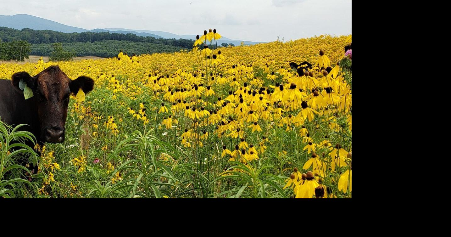 Virginia Tech testing bee-friendly forage for cattle | Cow/Calf Corner ...