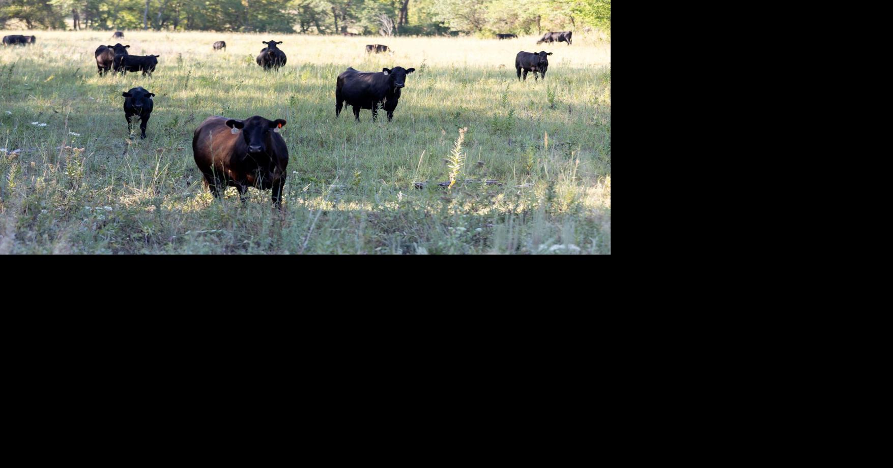 Cattle Chat: Building a Sustainable Beef Herd | Cow/Calf Corner ...