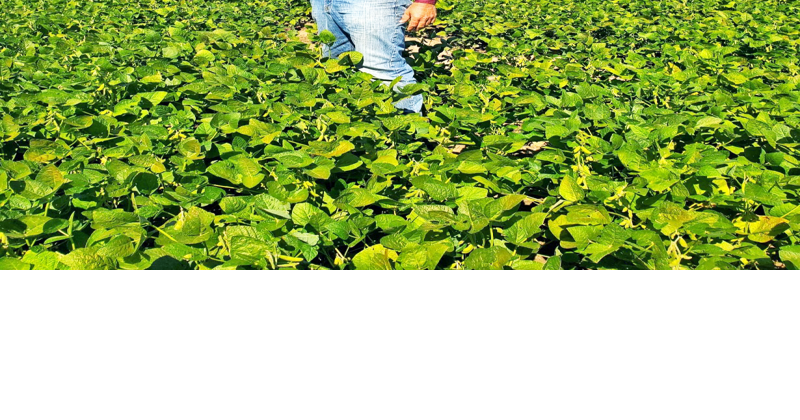 Evaluating Forage Soybean Silage as a Potential Protein Supplement for ...