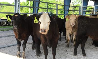 Cattle Economics: Marketing Cows and Expansion Plan | Marketing ...