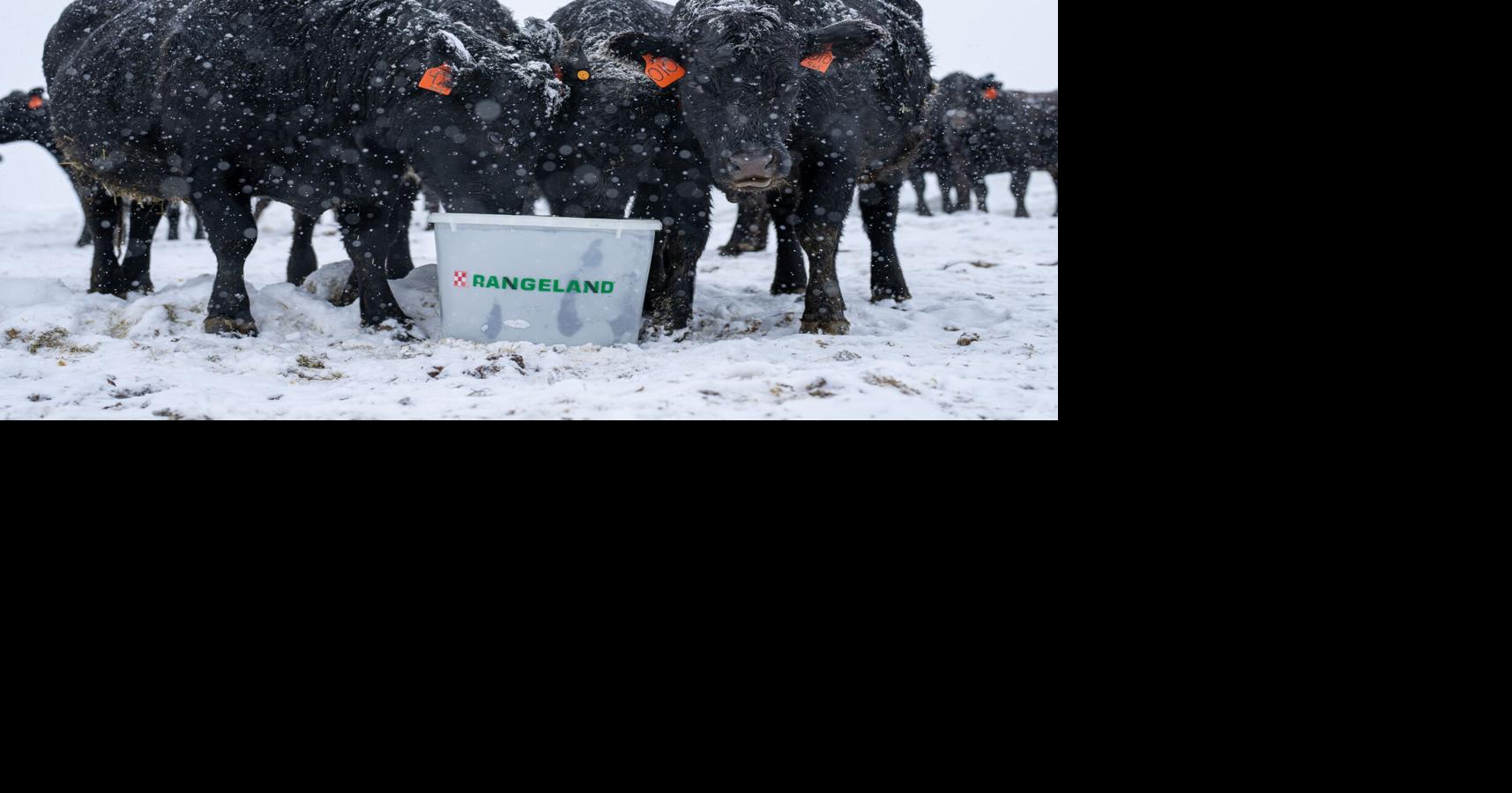 Unlock Cattle Performance: Why Feeding Rumen Microbes Matters | Company ...