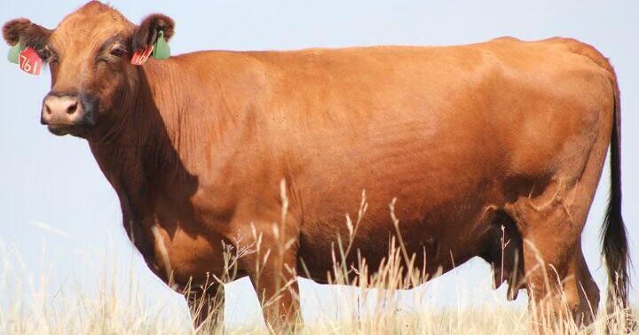 Strategic Cowherd Destocking to Promote Future Rebuilding | Cow/Calf ...