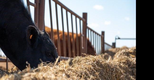 Beef Cow Slaughter and Cow Culling Trends | Industry News ...