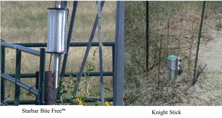 Stable Flies on Pastured Cattle | Cow/Calf Corner | feedlotmagazine.com
