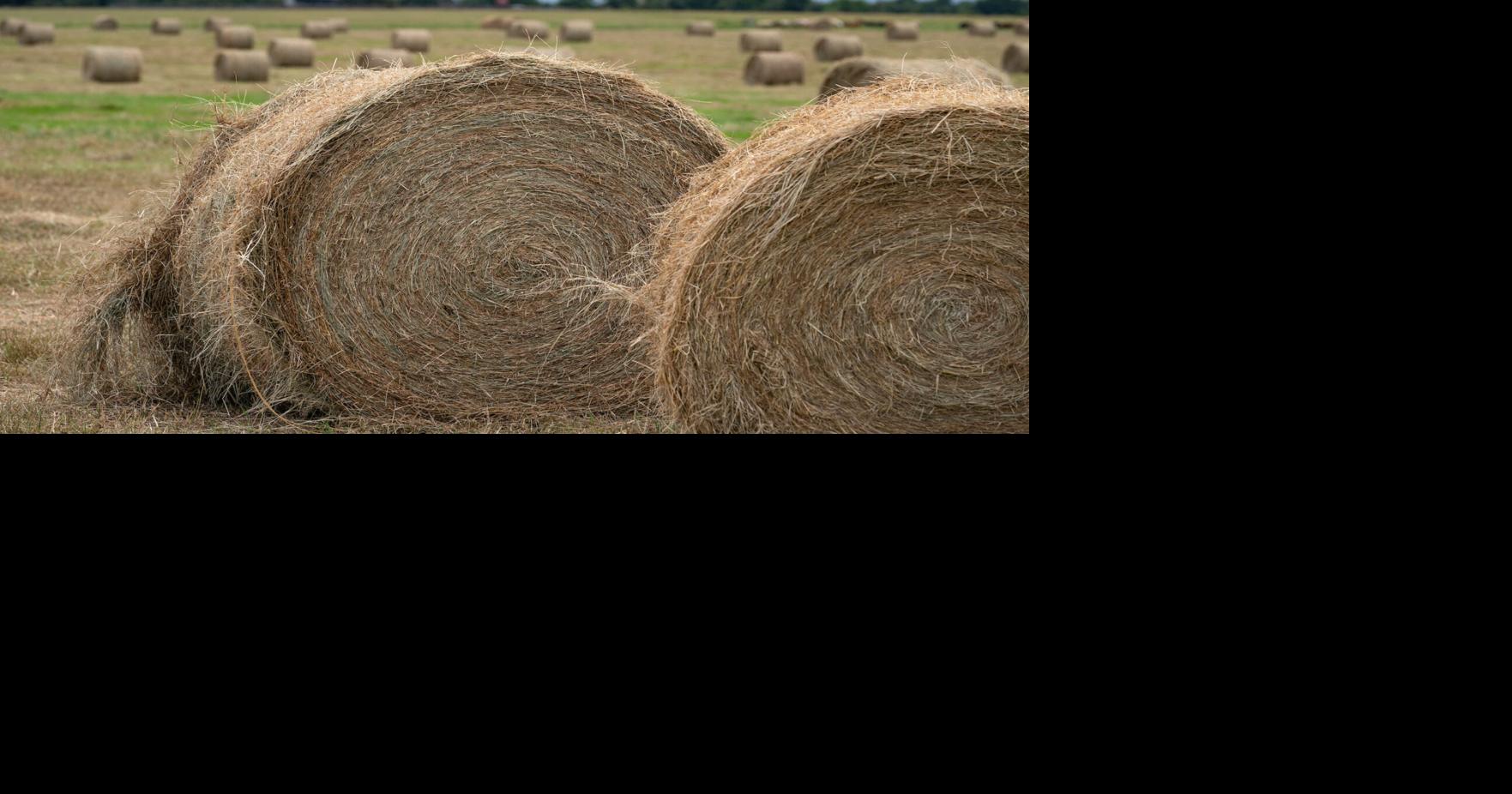 Bale Grazing – Could it Work For You? | Management | feedlotmagazine.com