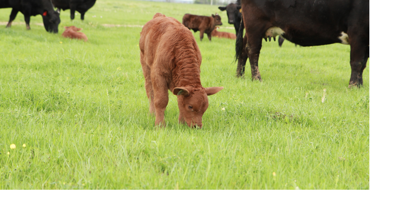 Omega-6 Fatty Acids May be Key to Mitigate Early Embryonic Loss in Beef ...