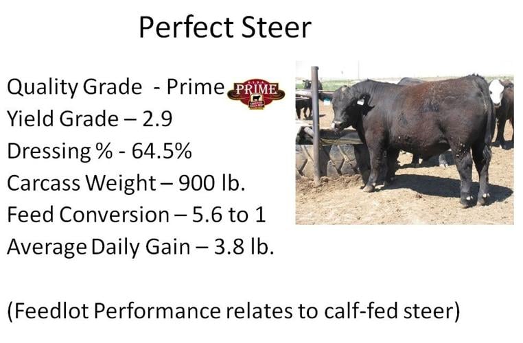 Quest for the best steer | Feedlot Special | feedlotmagazine.com