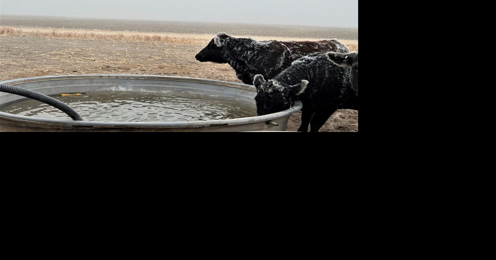 Managing Cows in Severe Cold Weather | Cow/Calf Corner ...