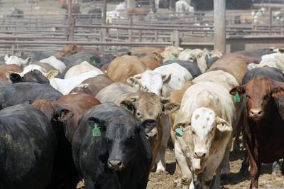 2022 Beef Cattle Institute Summer Necropsy Project | Feedlot Special ...