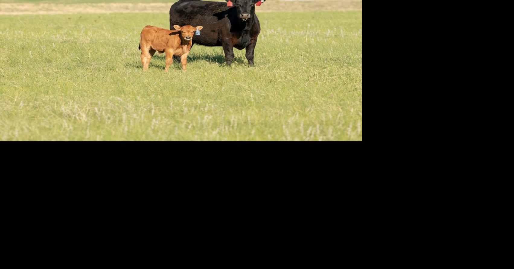 Return On Investment | Cow/Calf Corner | feedlotmagazine.com