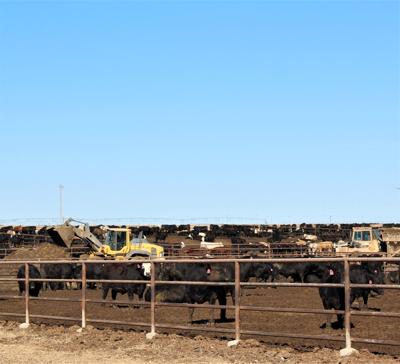 Hauling Pen-Pack Manure | Feedlot Special | feedlotmagazine.com