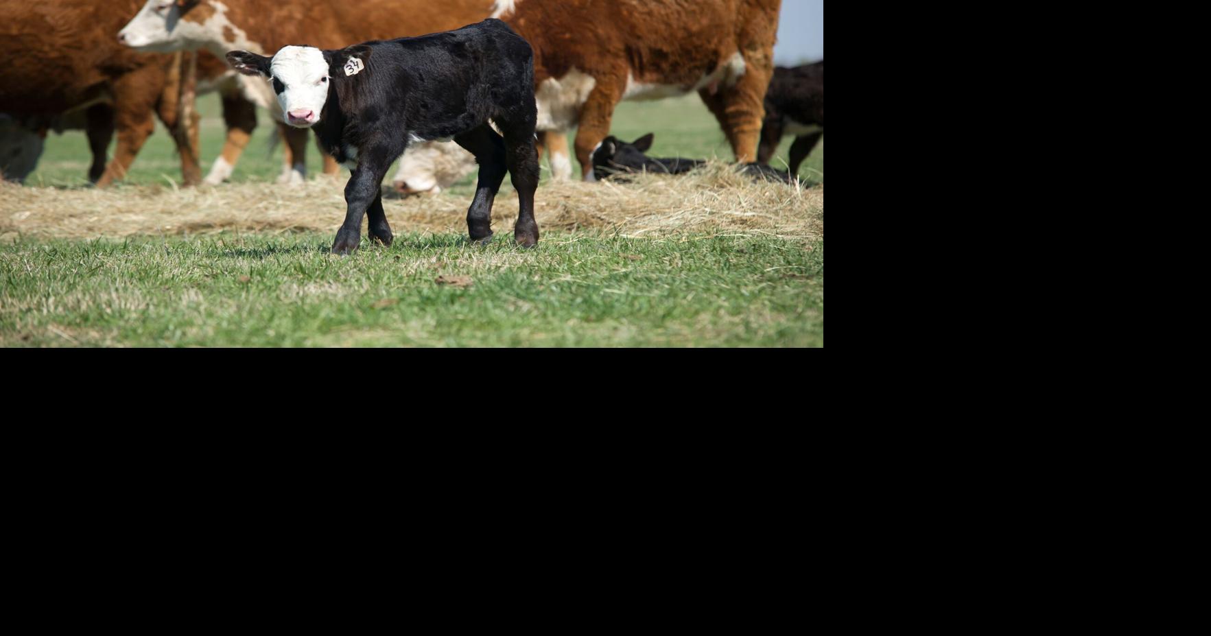 Tips for Adding 50 Pounds to Weaning Weights | Cow/Calf Corner ...
