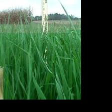 Valuing Standing Oat or Spring Triticale Cover Crops for Feed ...