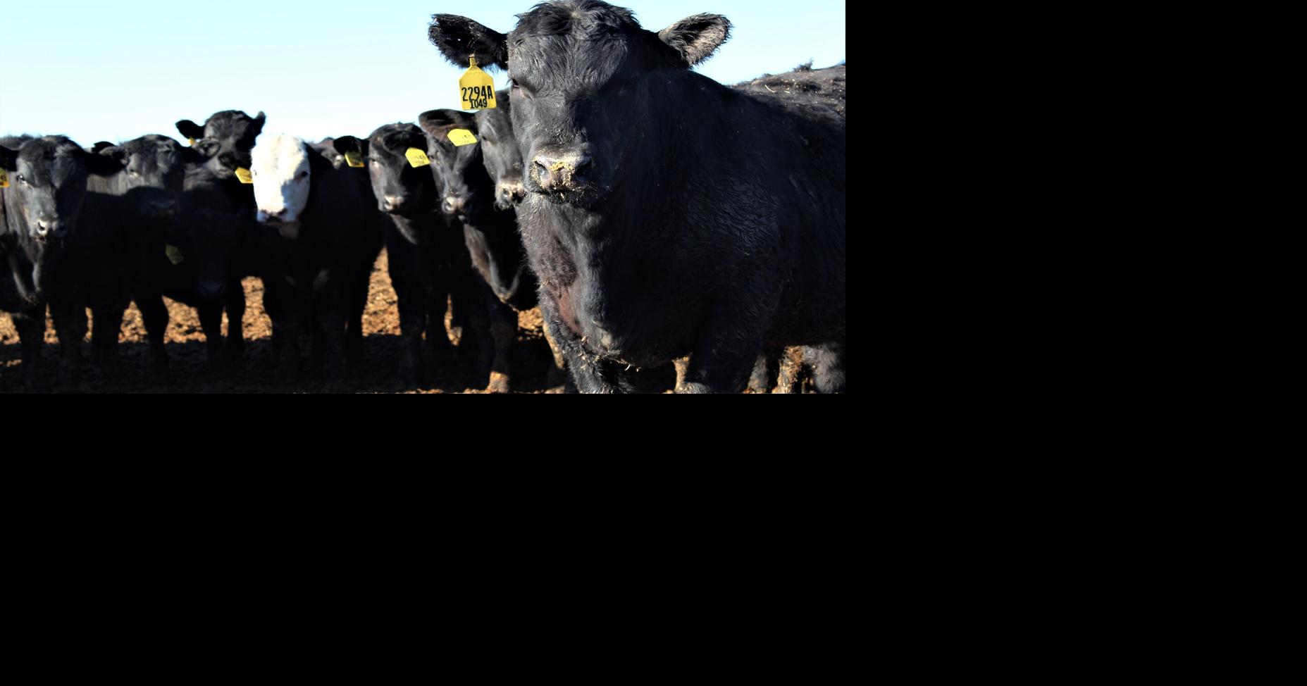 Cattle Prices: A Look Back…and a Look Ahead | Industry News ...