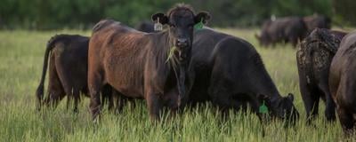 Oklahoma Fall Forage Situation | Industry News | feedlotmagazine.com