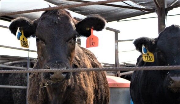 Needle Selection for Vaccinating Cattle | Management | feedlotmagazine.com