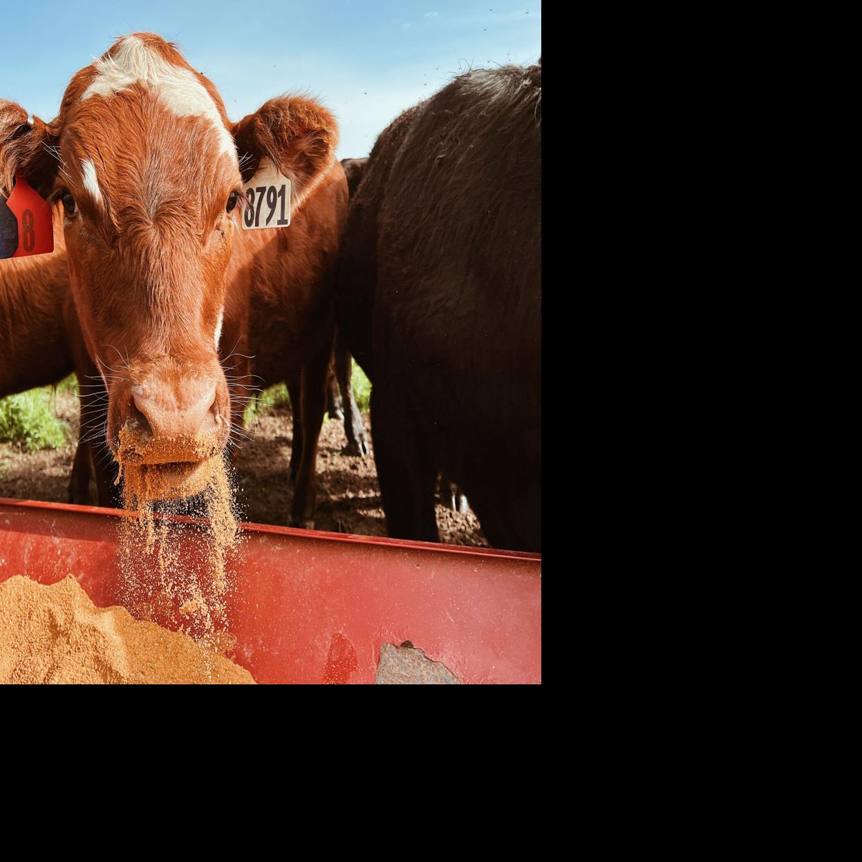 Stocker Special | feedlotmagazine.com