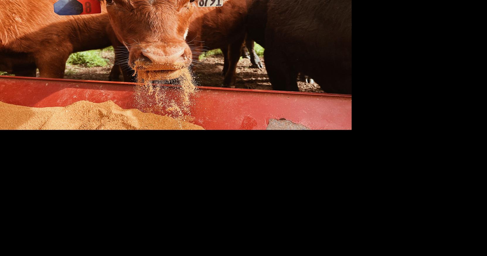 Supplementing Yearlings in the Summer Grazing Season: Is it Worth it ...