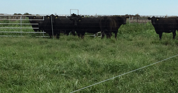 Toxic Tall Fescue : Recommendations and Reality | Management ...
