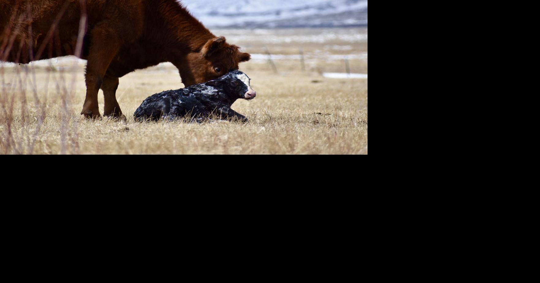 Retained Placenta in Beef Cattle | Cow/Calf Corner | feedlotmagazine.com