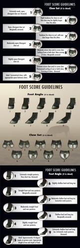 The Importance of Convenience Traits in Beef Cattle | Cow/Calf Corner ...