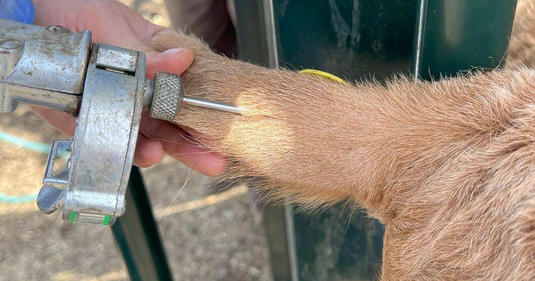 Will the Proposed Cattle Implant Labeling Changes Impact Feedlot ...