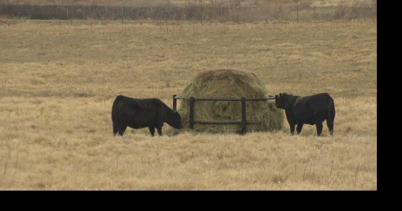 Cow-Calf Corner - Cost-effective Feeding Part 2 | Multimedia ...