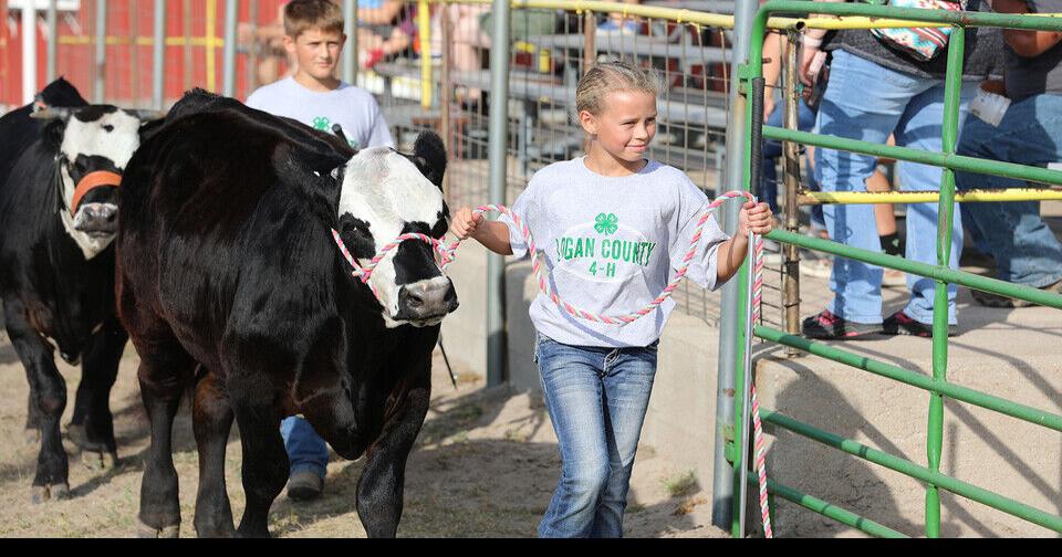 Woiwode Explains Benefits of Standardized Cattle-Handling Training ...