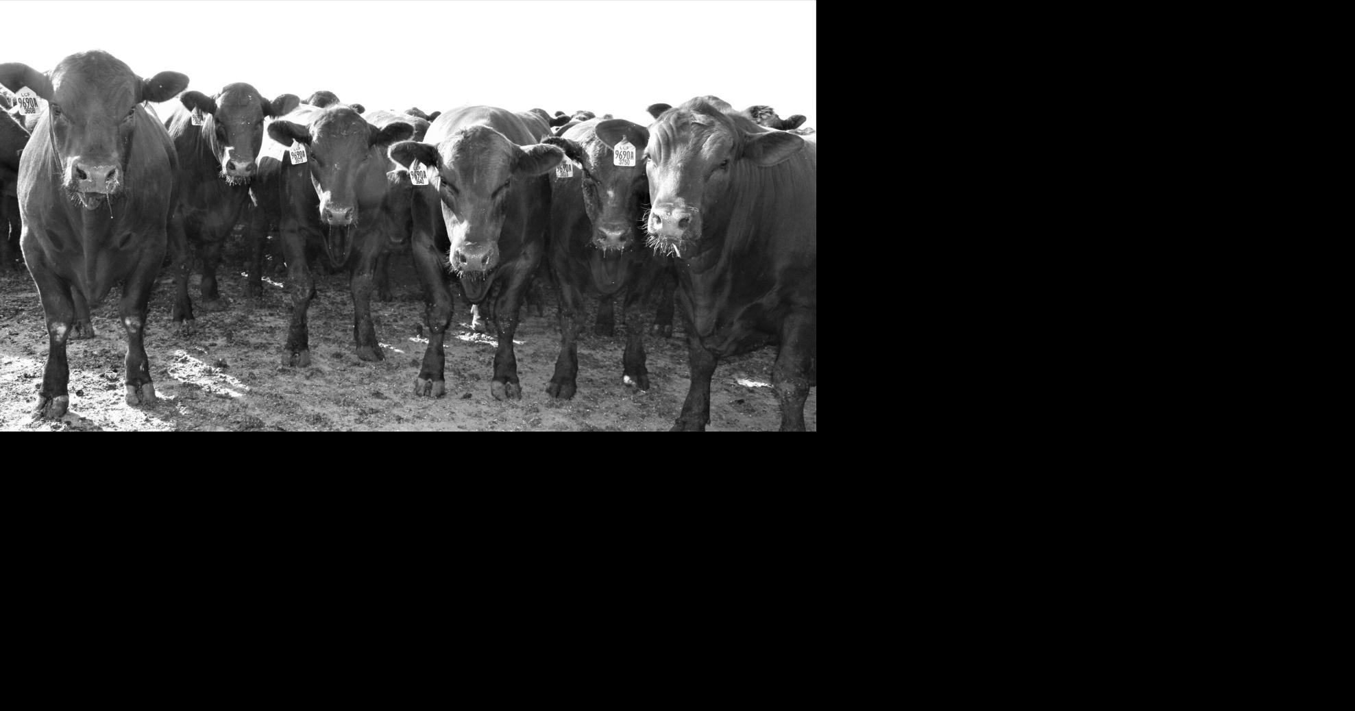 Finishing Beef Cattle On The Farm | News | feedlotmagazine.com