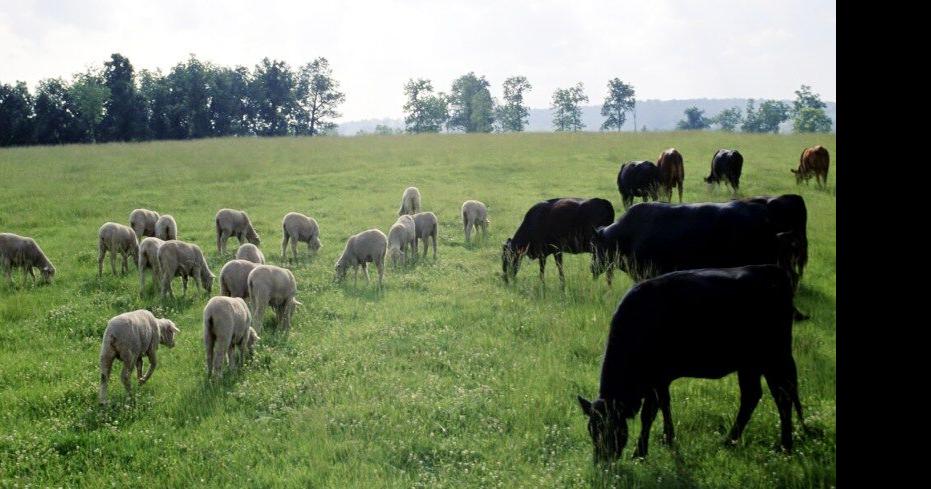 Multi-Species Grazing Utilizes Pastures to the Fullest | Management ...