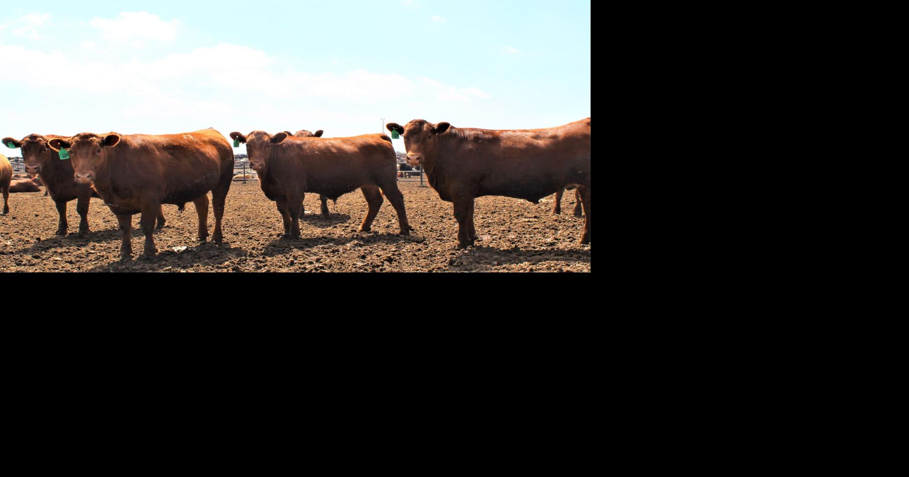 NCBA Commends Signing of U.S.-Japan Beef Export Agreement | Industry ...