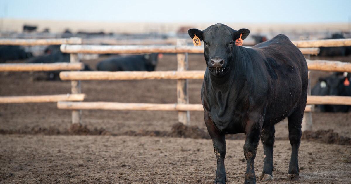 USDA Releases First Report from 2021 Feedlot Study | Feedlot Special ...