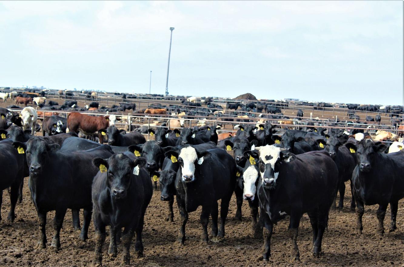 Implants and Their Use in Beef Cattle Production | Feedlot Special ...