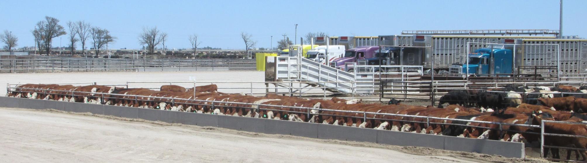 How We Got Here: A Brief History of Cattle and Beef Markets | Industry ...