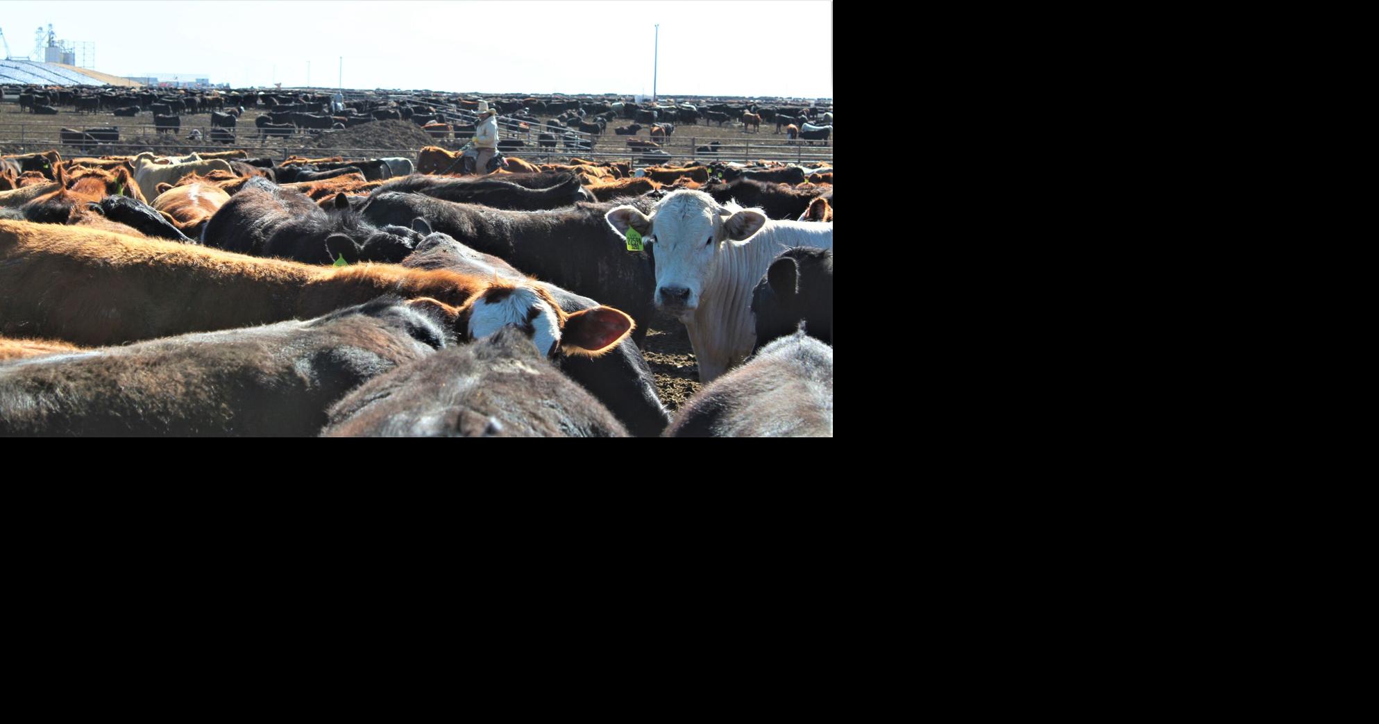 Reflecting on a Tough Couple of Months in the Cattle Markets | Industry ...
