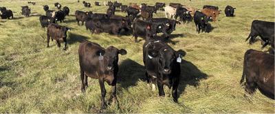 Improved Pasture is a Summer Win | Industry News | feedlotmagazine.com