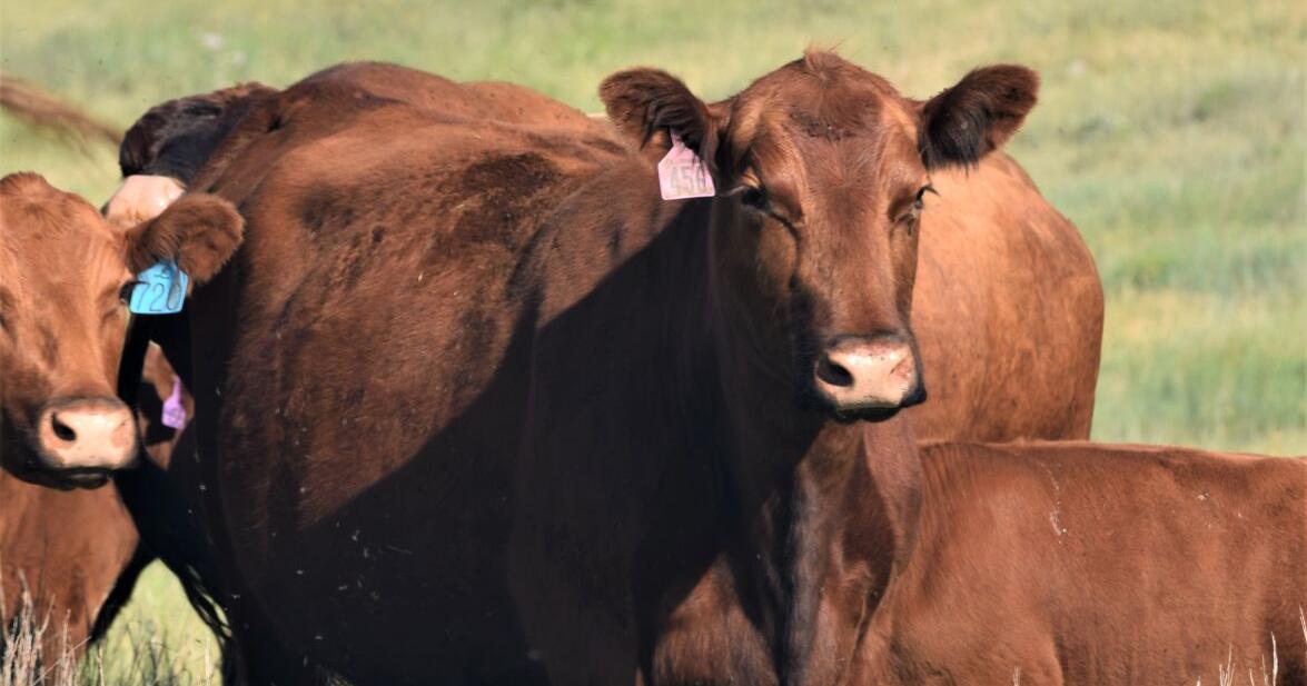 DNA Testing to Improve the Accuracy of Selection | Cow/Calf Corner ...
