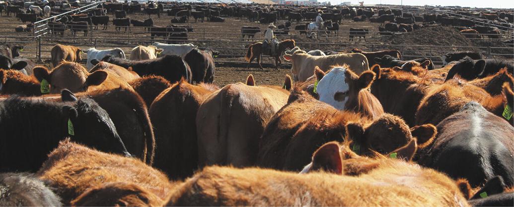 Feedlot Pen Space Factors and Impacts | Feedlot Special ...