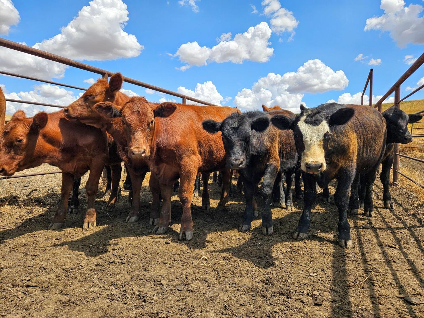 A Review of Feedlot Structure and 2024 Marketings | Industry News ...